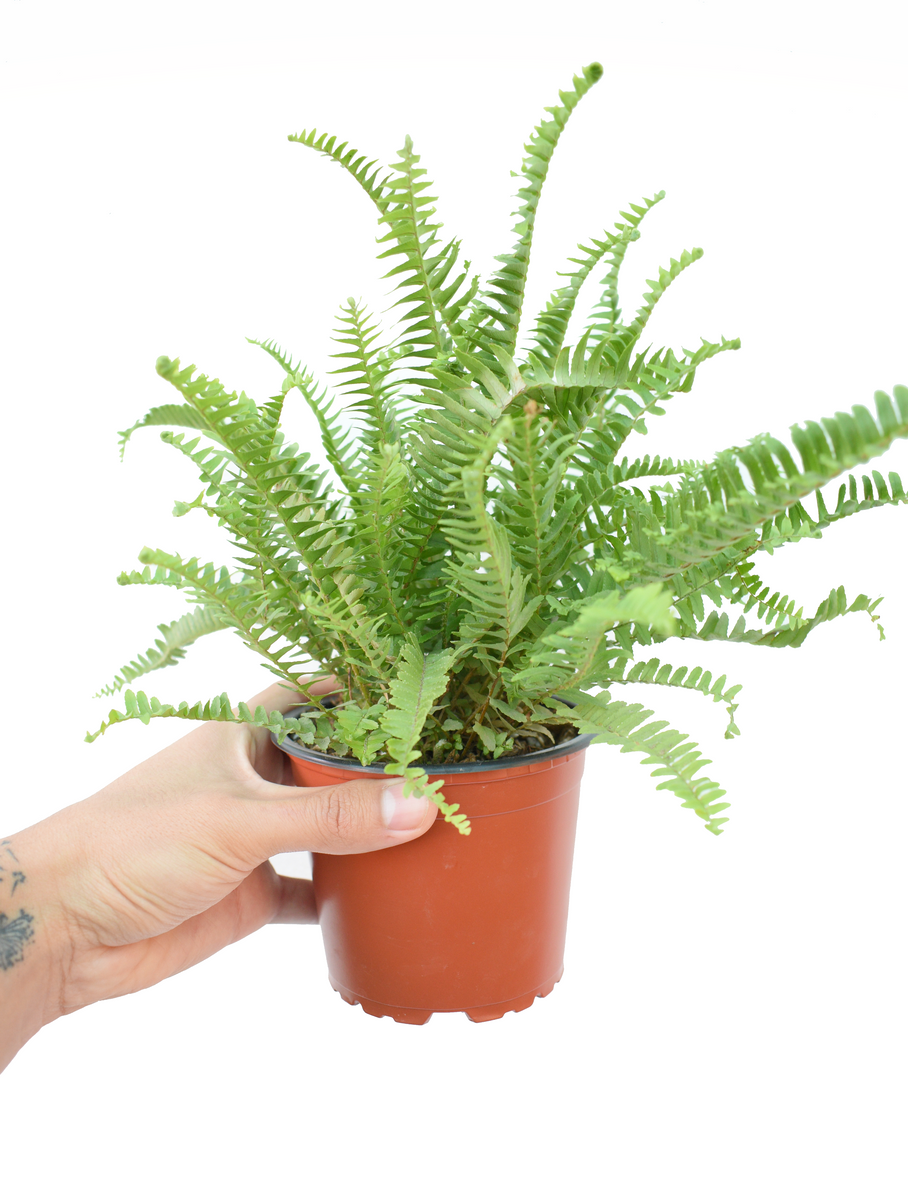 Helecho enano – gabrielmunozplantas