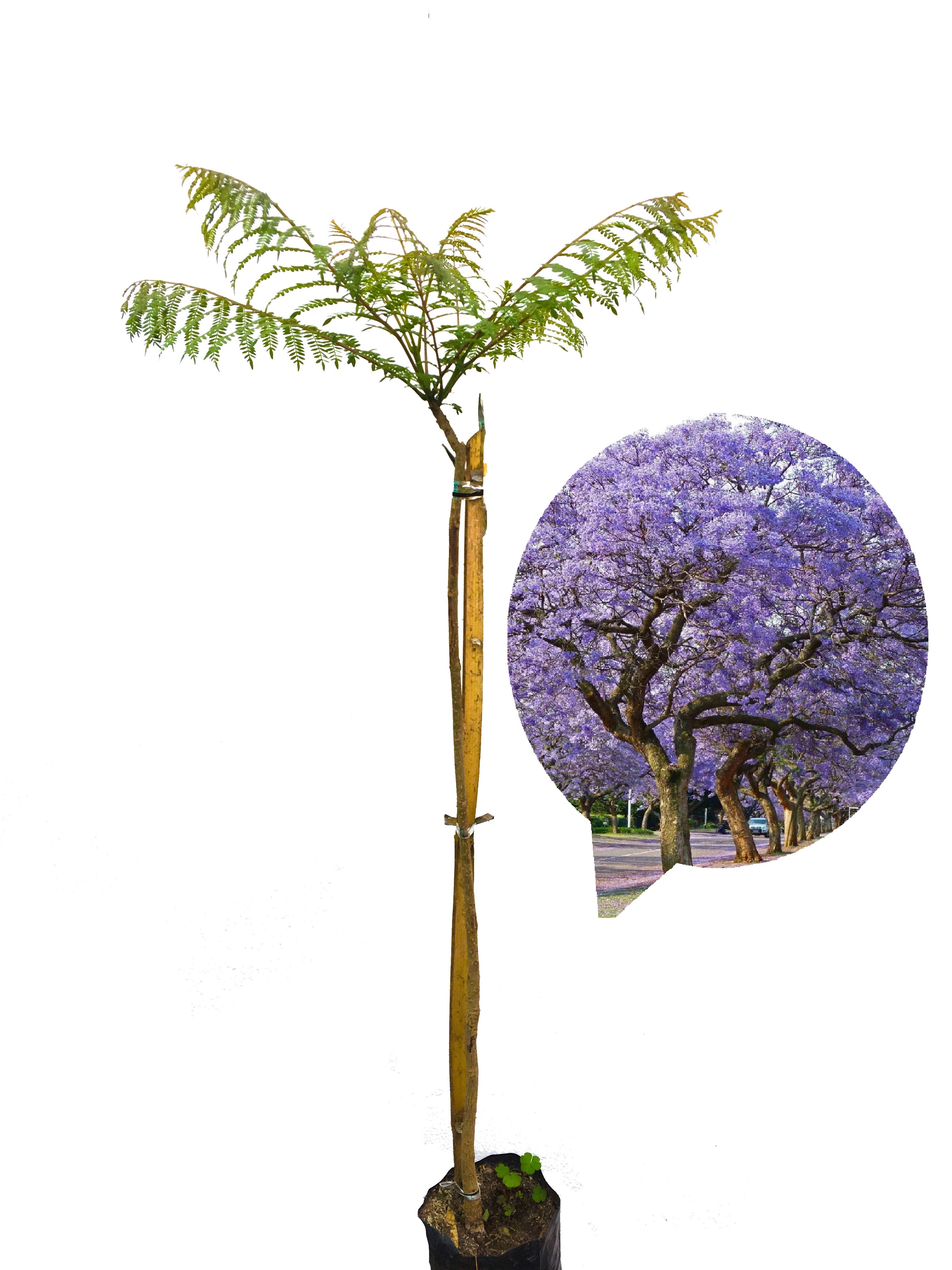Arbol Jacaranda En Venta